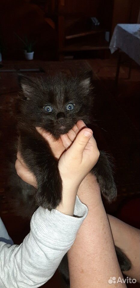 Котик Уголек