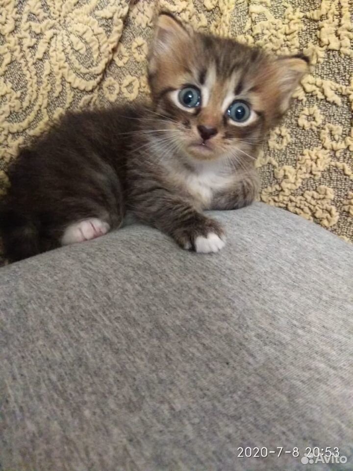 Котик Афоня