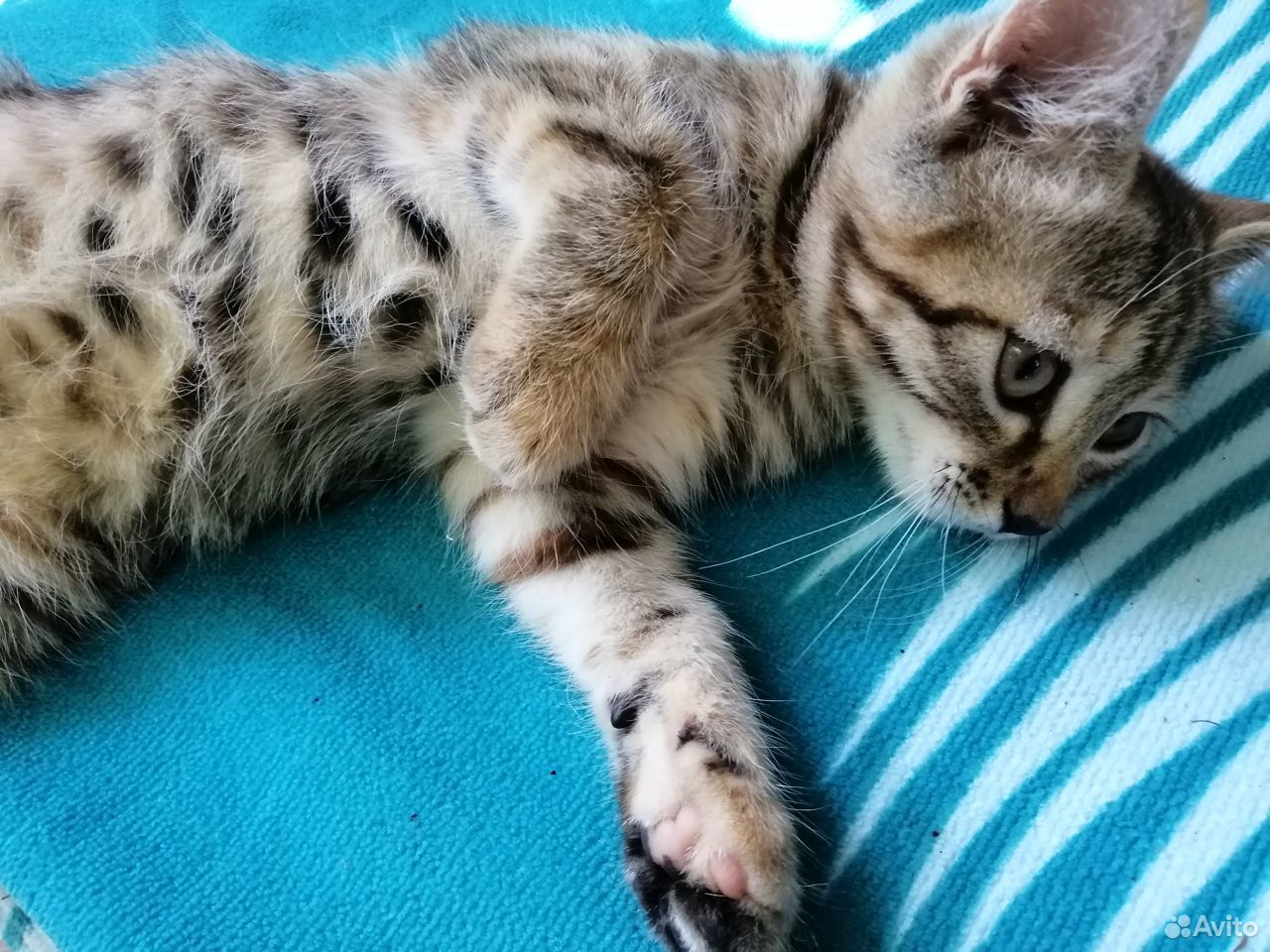 Котенок Кошечка (3 месяца)