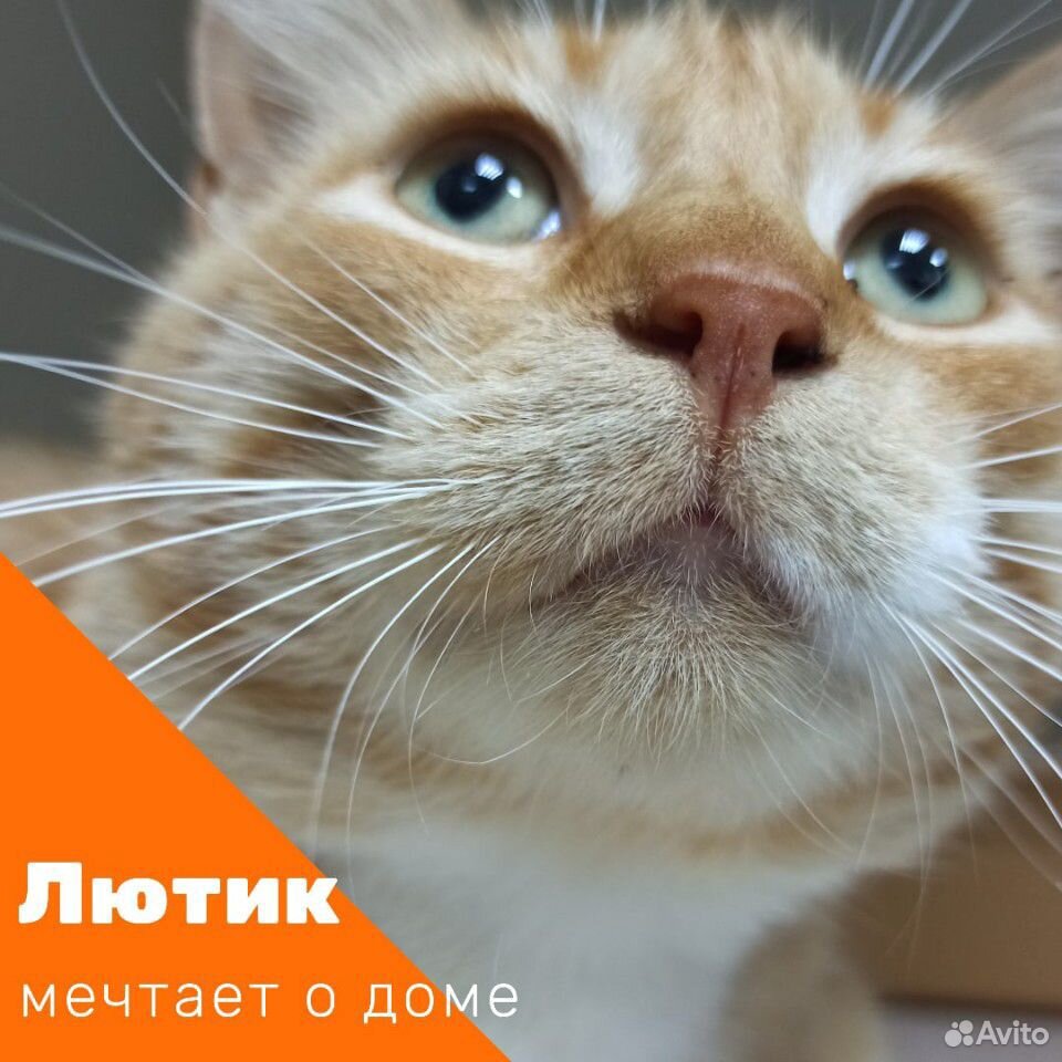Лютик, рыжий кот, 1 год