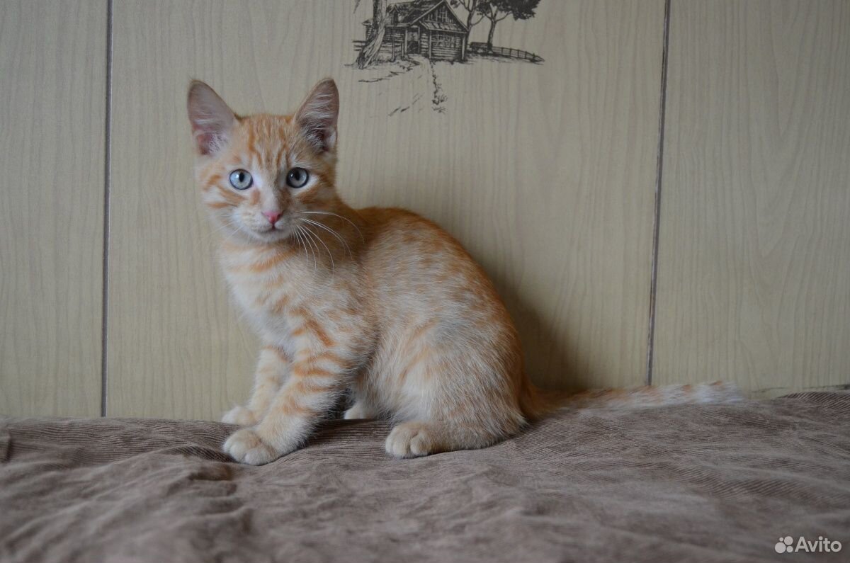 Отдам котенка