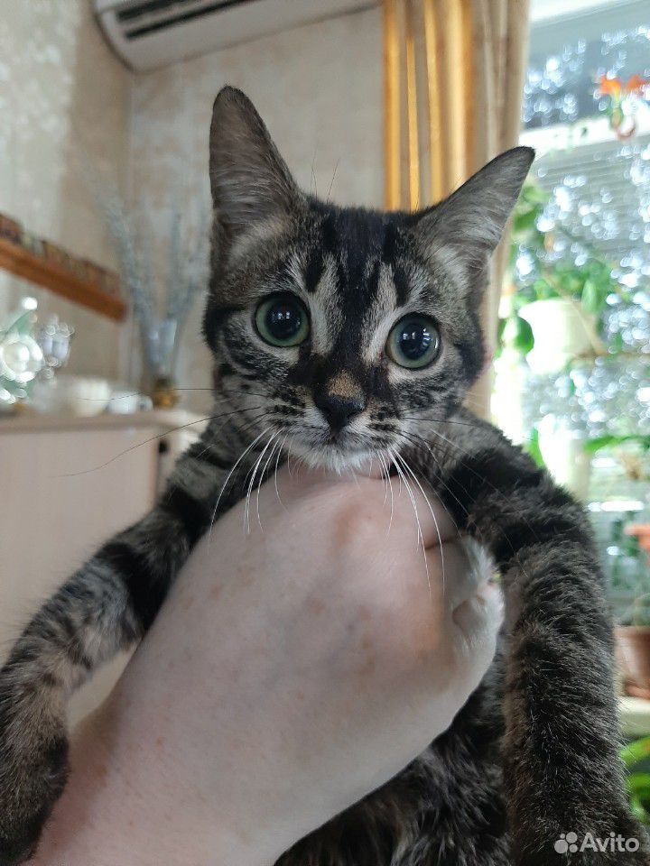 Бенгальская угольная окрас