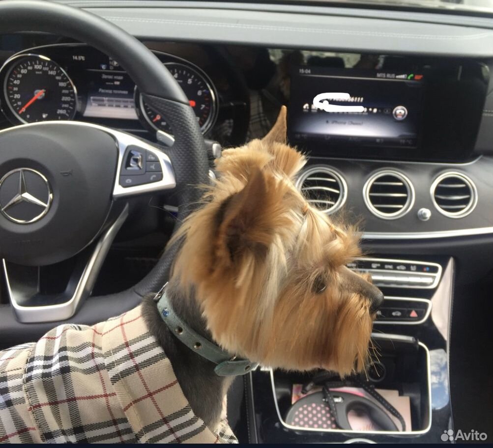 Вязка Йорк кобель родословная