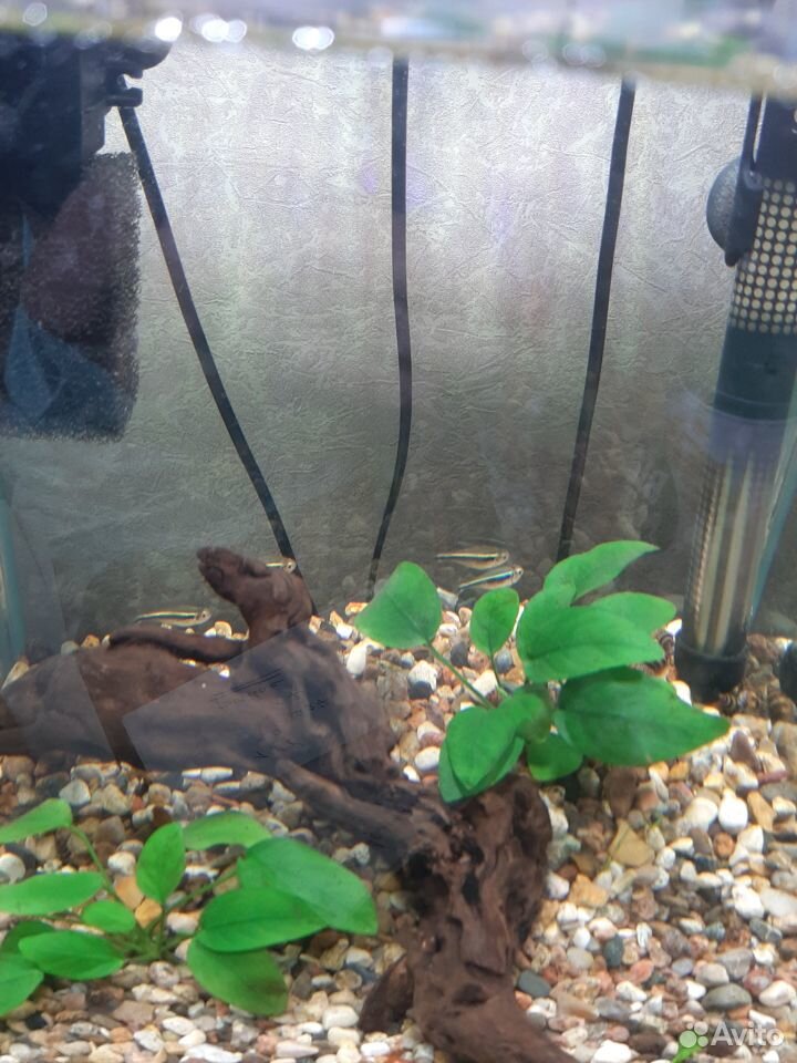 Рыбки аквариумные, черные неоны