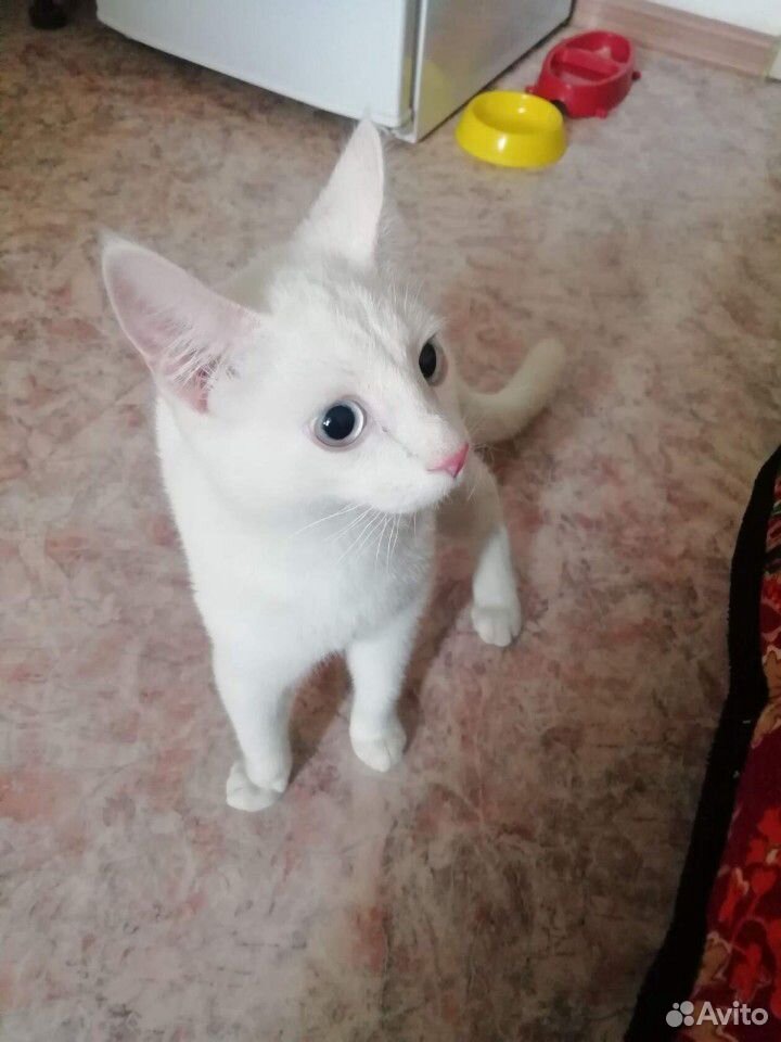 Кот