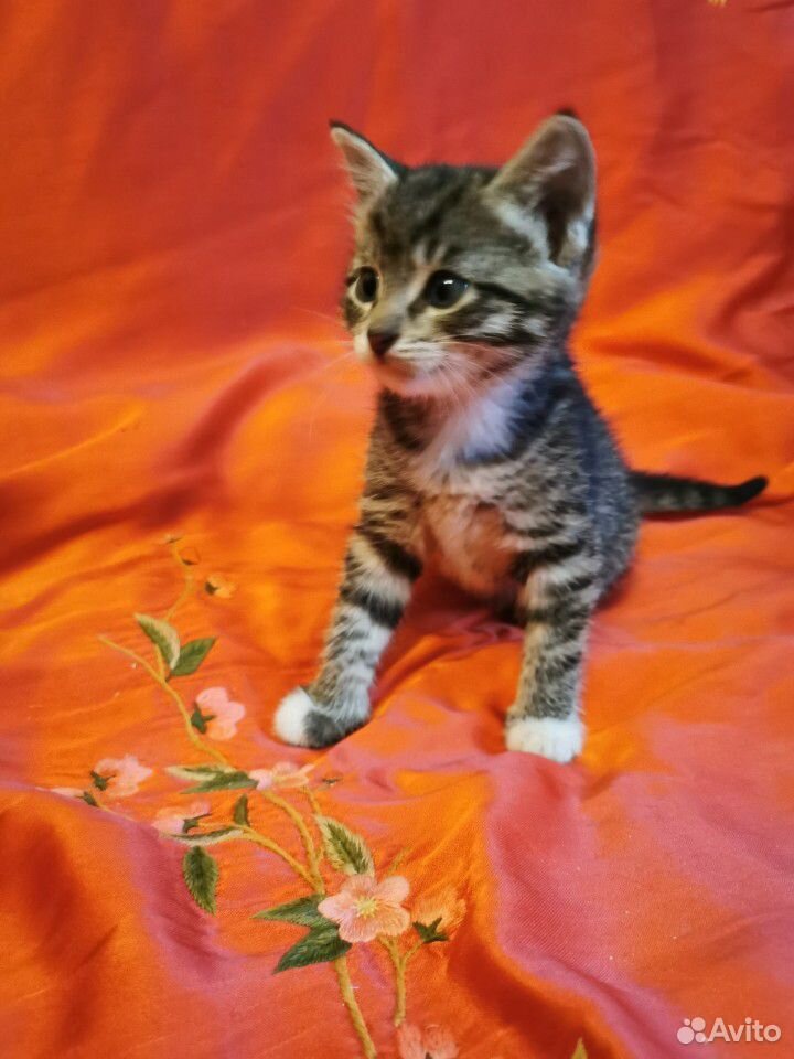 Кошка