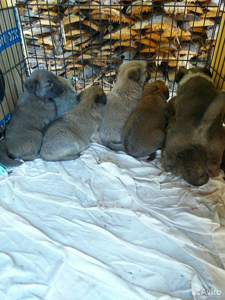 Щенки а-ля овчарята