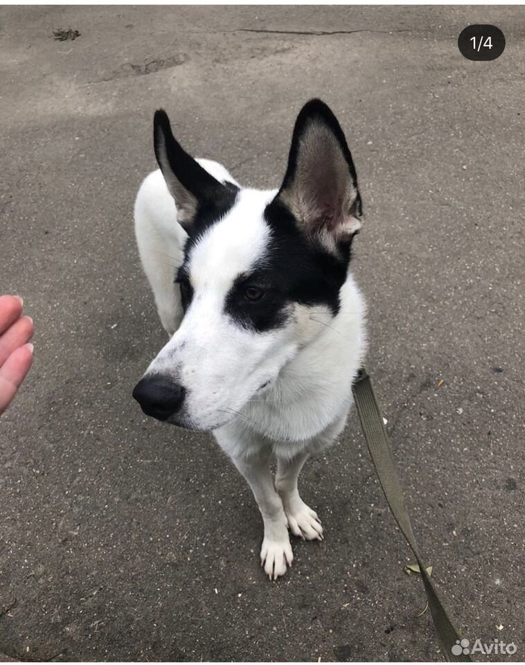 Найден метис хаски