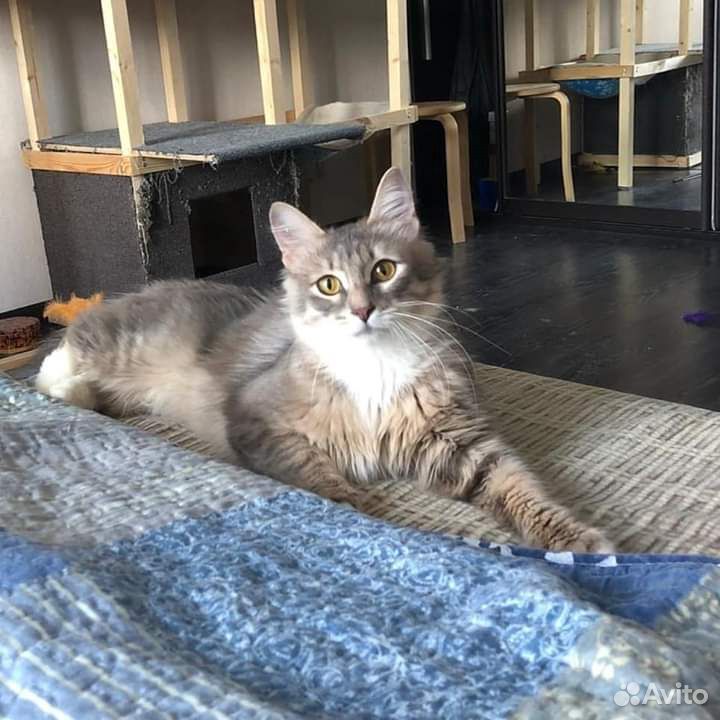 Ласковая, игривая, ласковая красавица Незабудка в