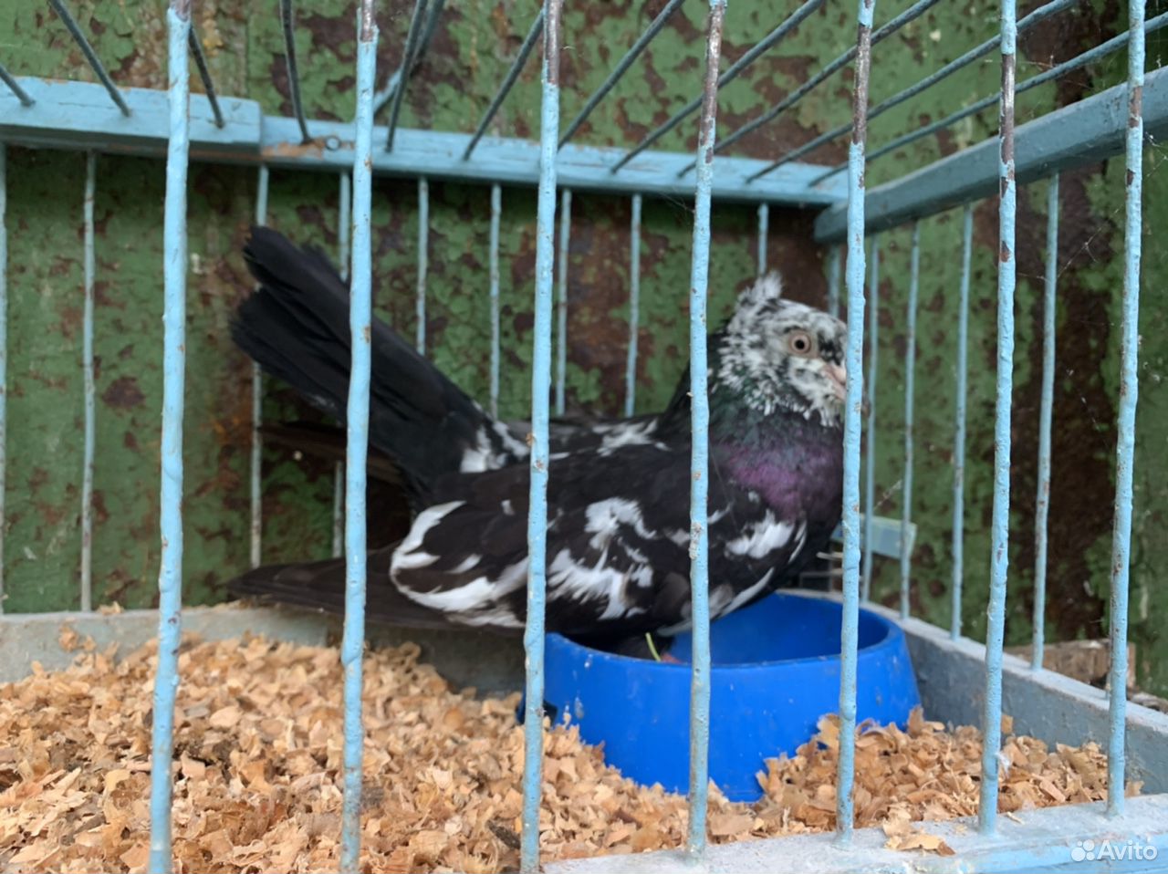 Андижанский голубь