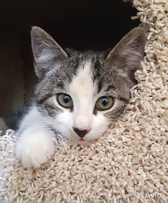 Малыш ищет дом