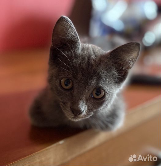 Кот «везучая судьба»