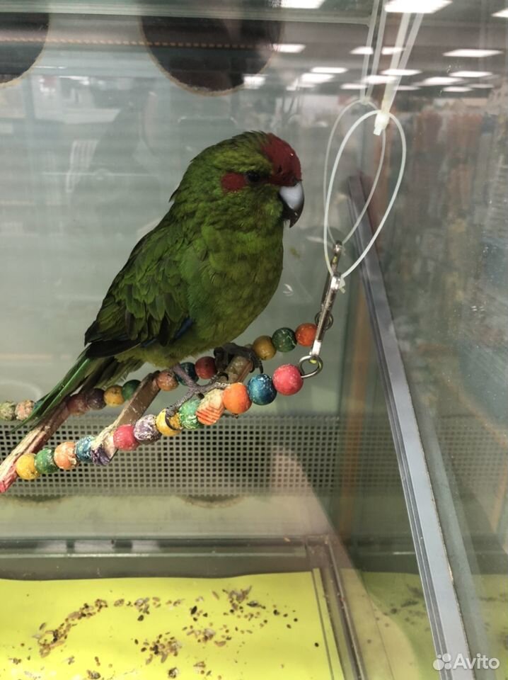 Продам Какарика