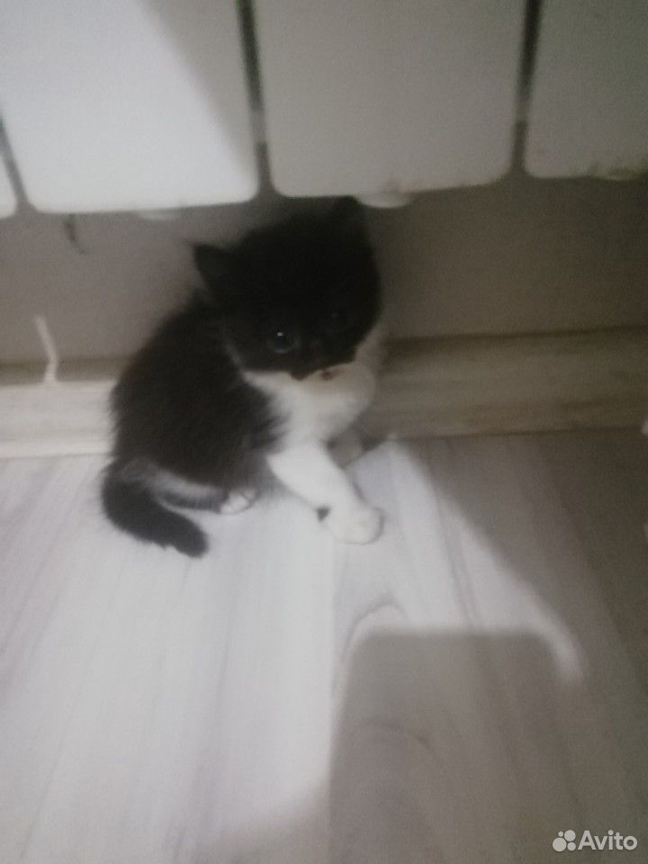 Отдам котят