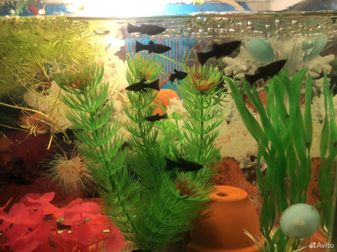 Моллинезия чёрная, мальки