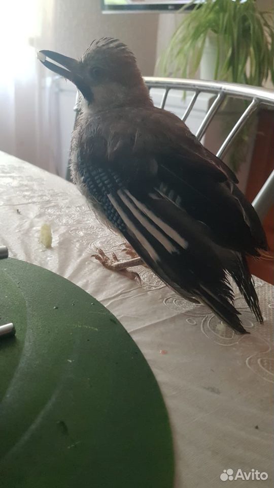 Птенец сойки