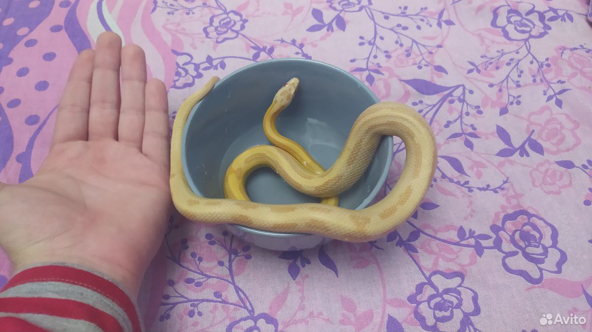 Маисовый полоз, змея