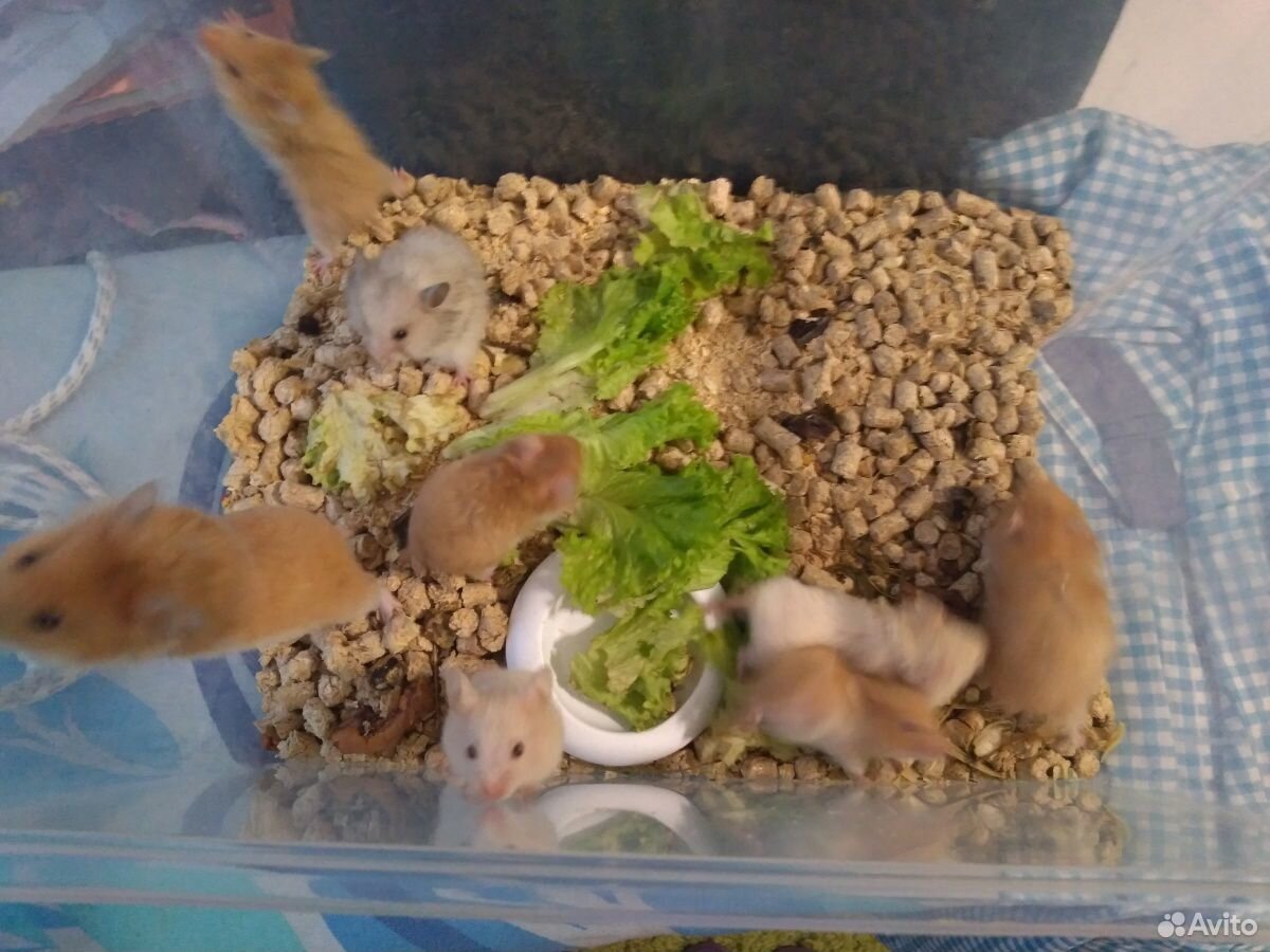 Сибирские хомяки