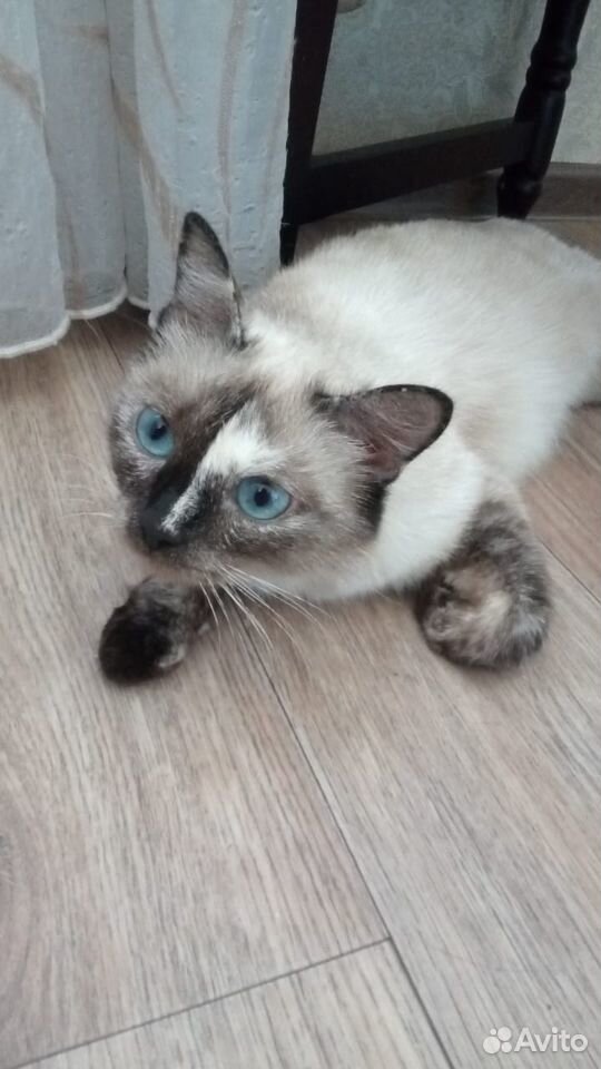 Кошечка Эмма