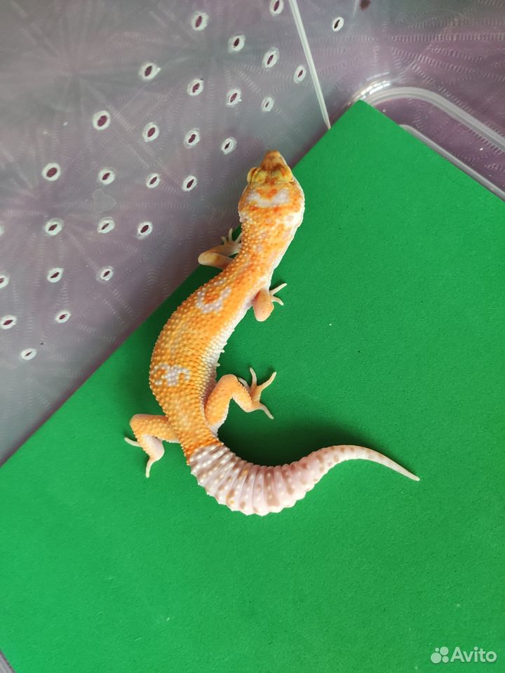 Эублефарчики