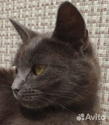 Голубой котенок британская девочка Мэри (метис)
