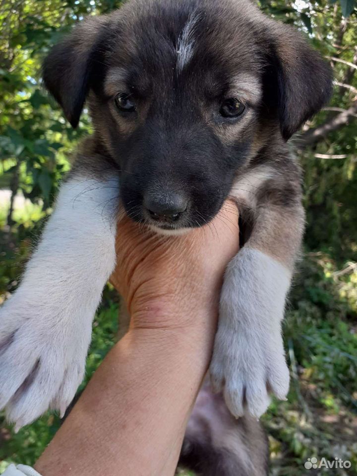 Отдам щенка