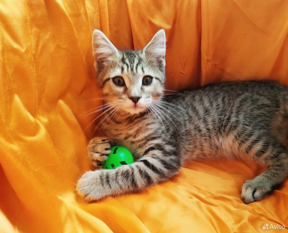 Котёнок полосатик Бакс