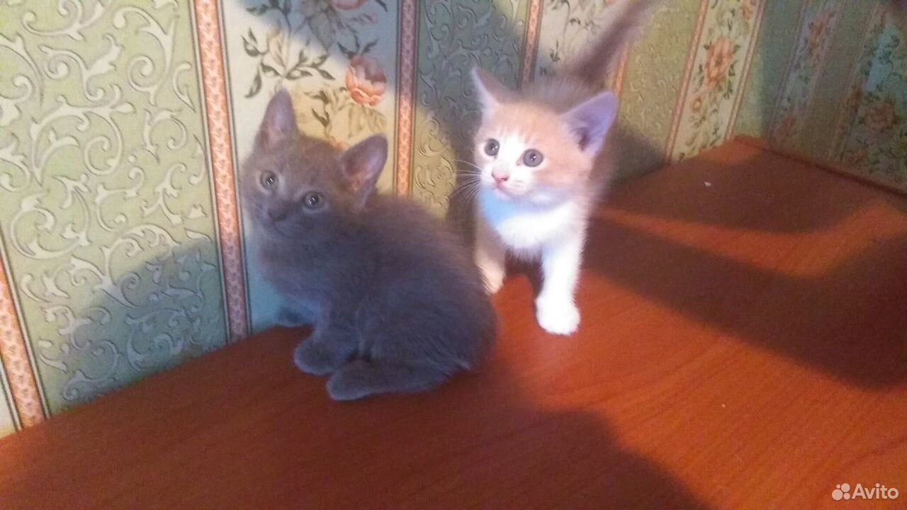 Месячные котята в хорошие руки