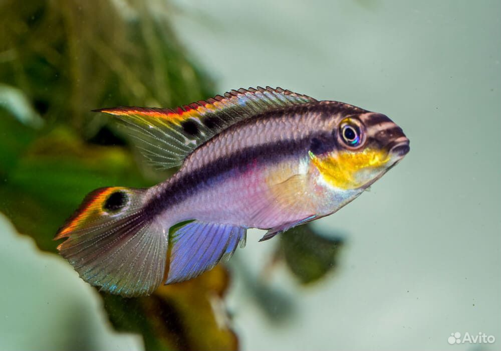 Аквариумная рыбка Попугайчик (Pelvicachromis Pulch