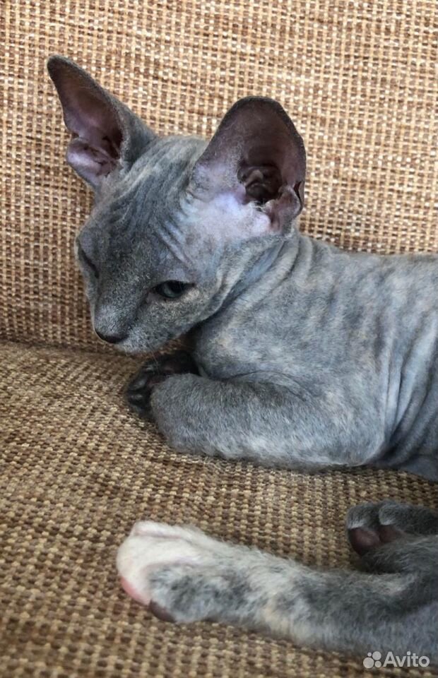 Украинский левкой девочка ушки стоят