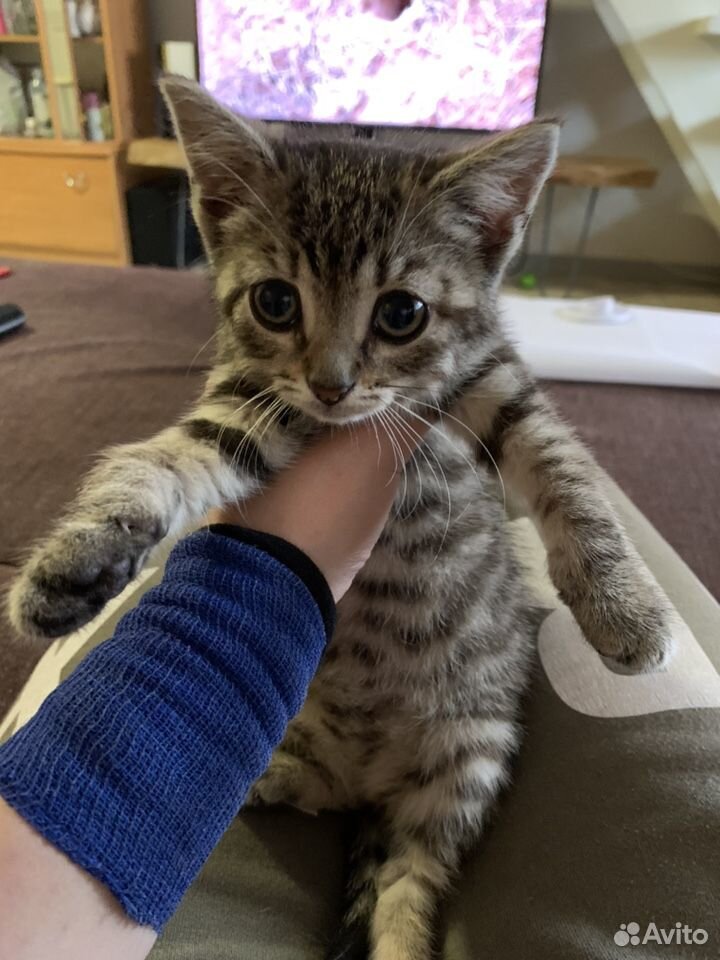 Котята бесплатно