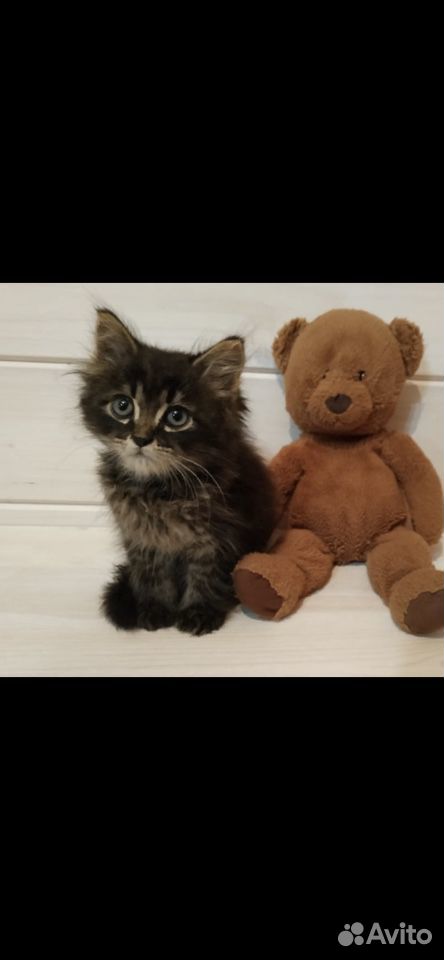 Чудо котёнок пушистик Мишка 1,5 месяца в добрые ру