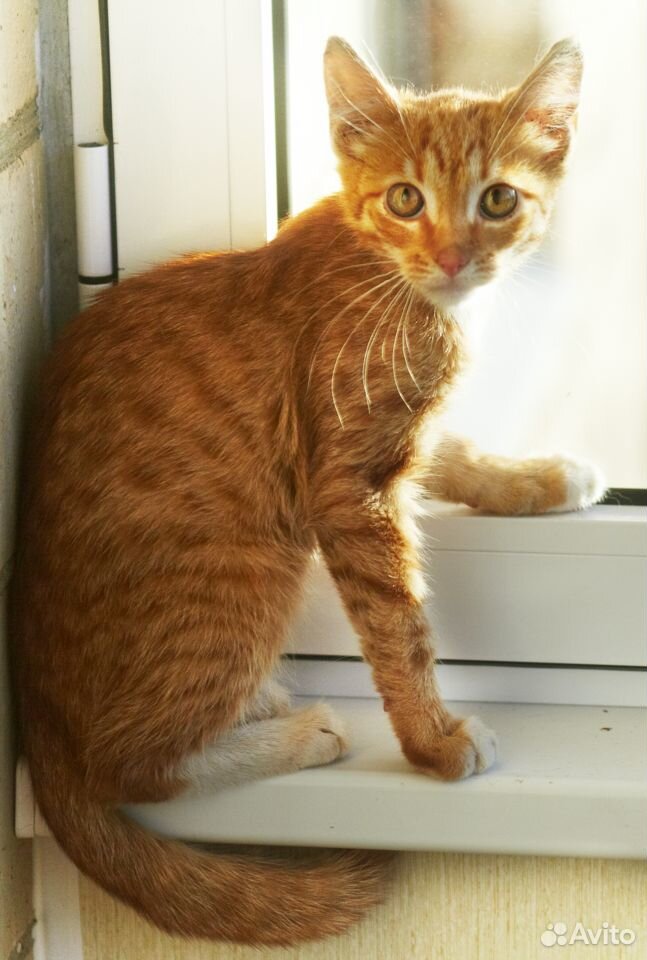 Котенок Майк