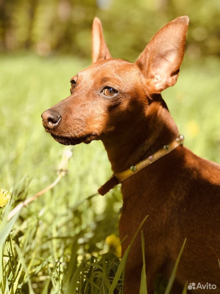 Щенок цвергпинчера