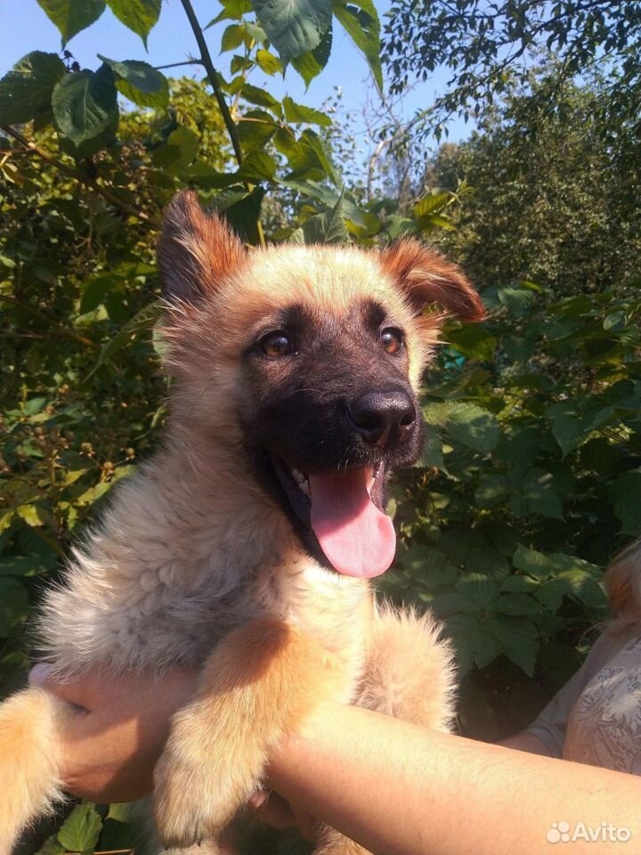 Щенок в добрые руки
