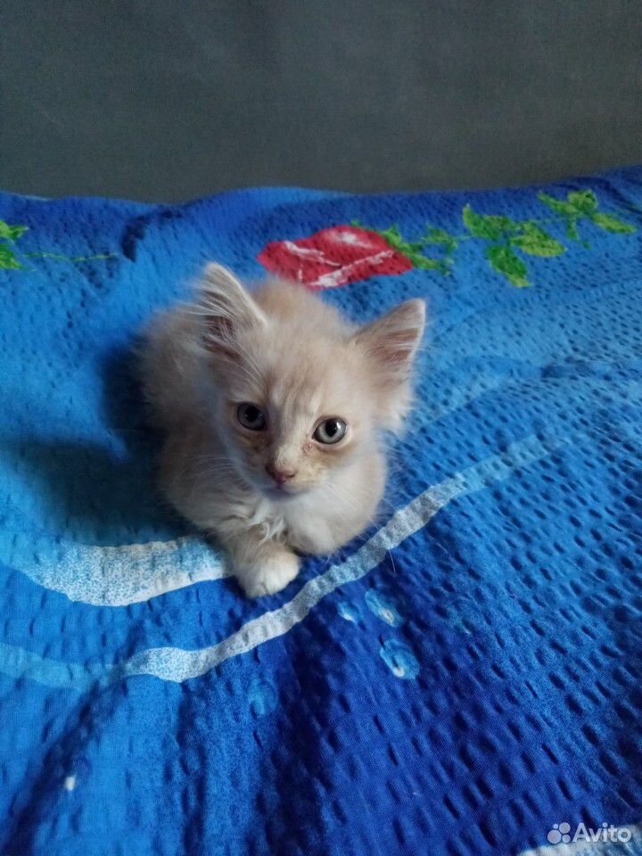 Комочки счастья в дар