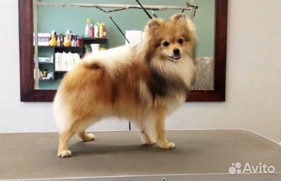 Кобель для вязки