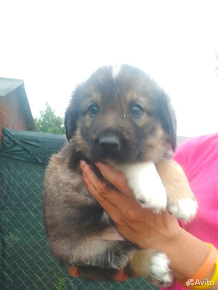 Шикарный колобок пацан 1 месяц