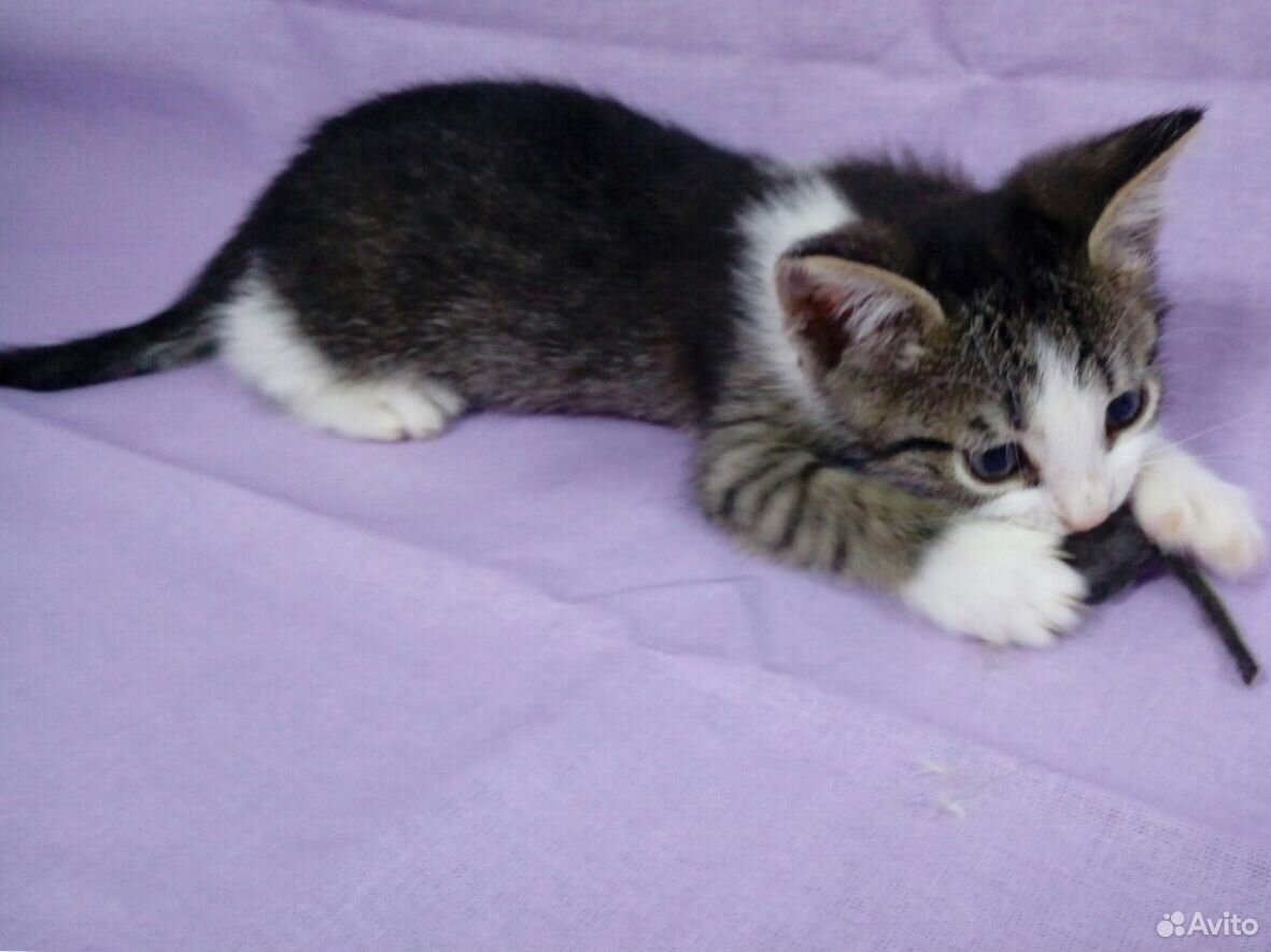 Котенок Васёк ищет дом