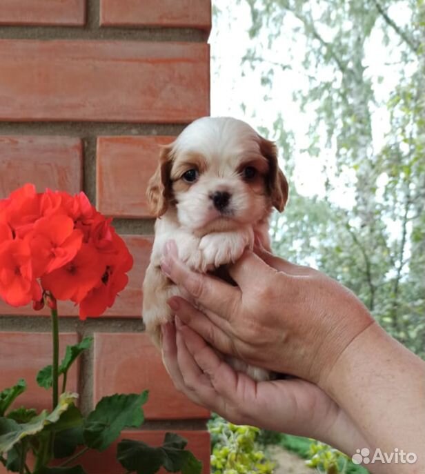 Супер шикарная девочка кавалер кинг чарльз спаниэл