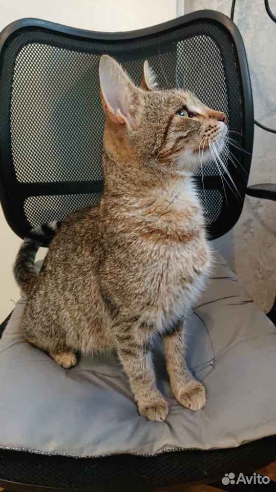 Кошечка(1год)