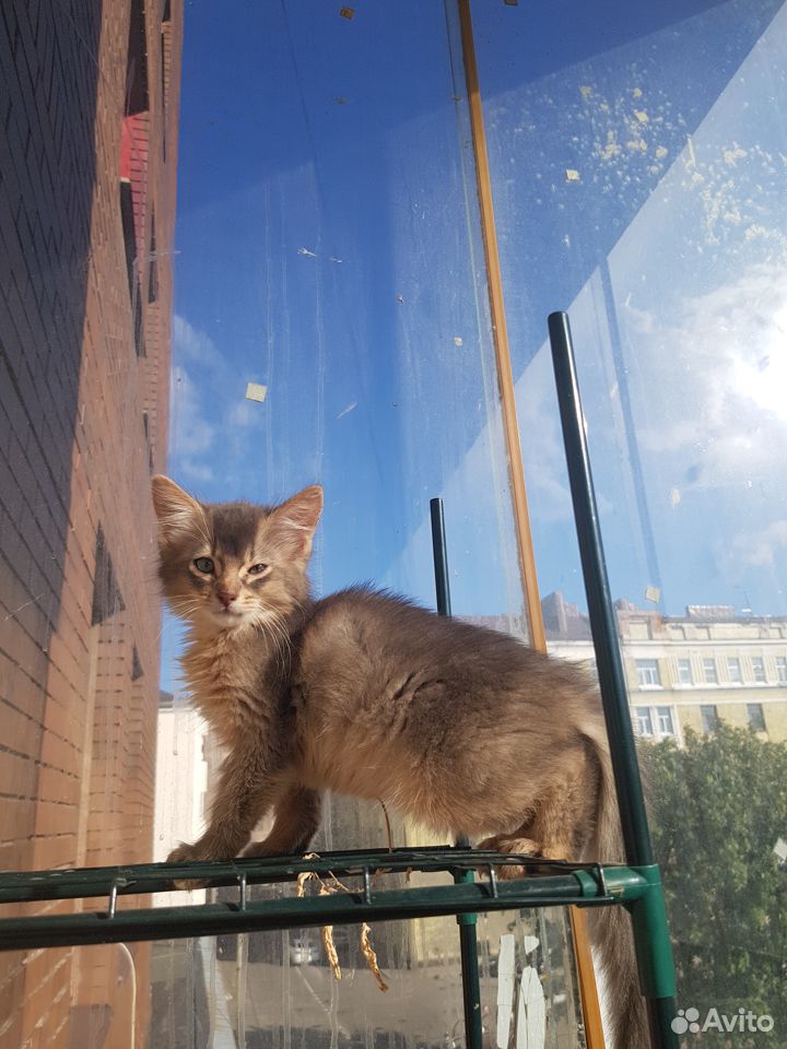 Котенок сомали