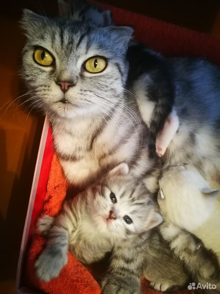 Пушистые сладуськины :)