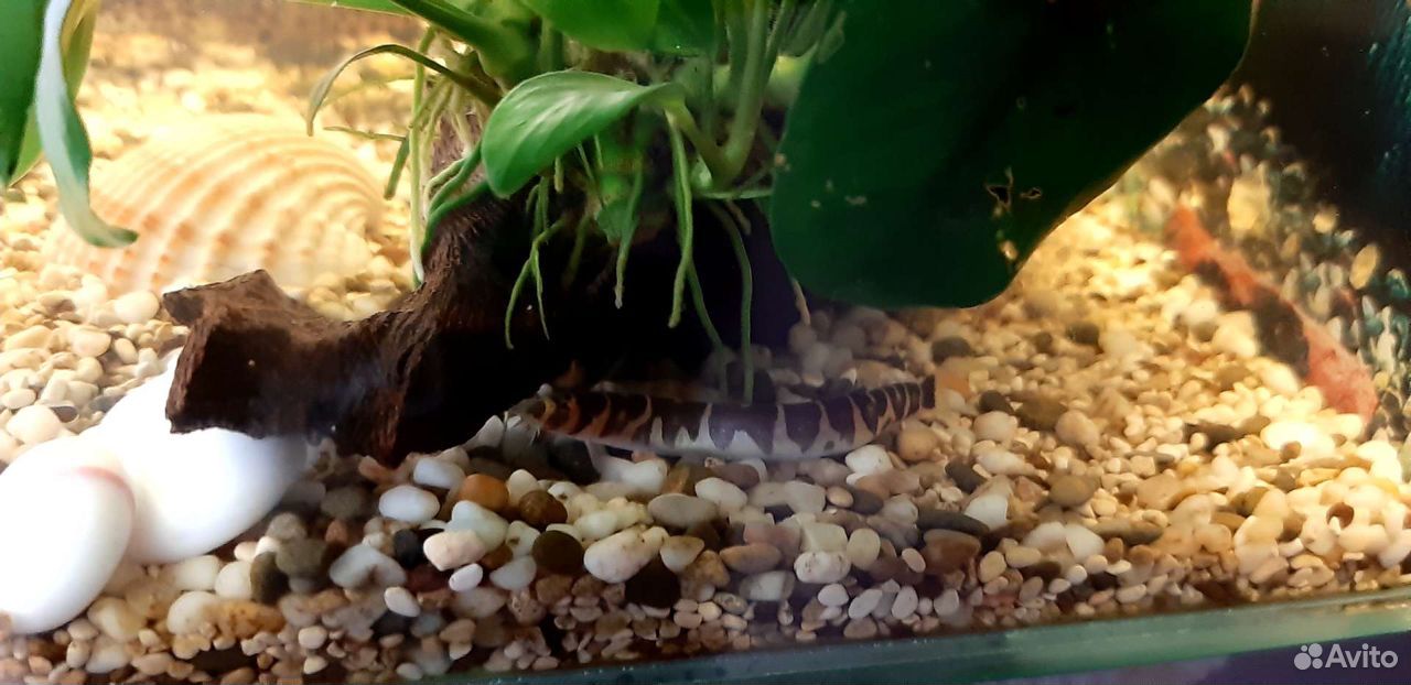 Акантофтальмус