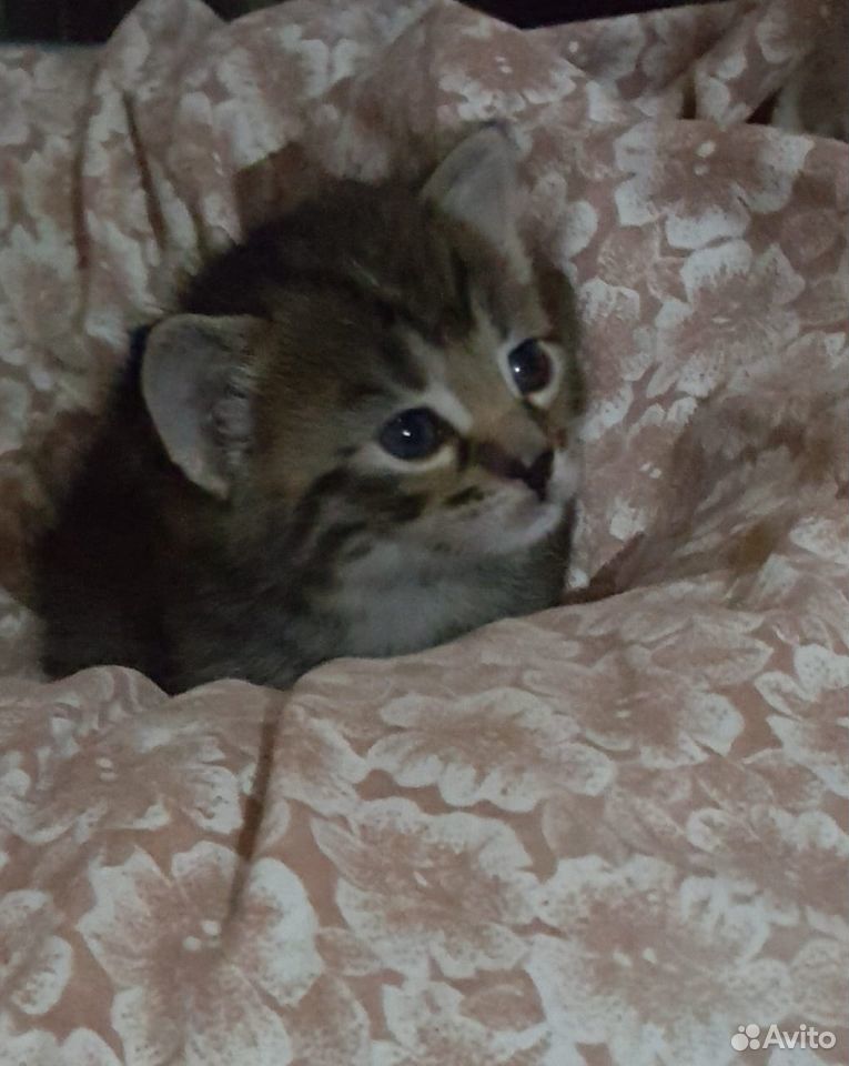 Котята, рожденные 7го июля