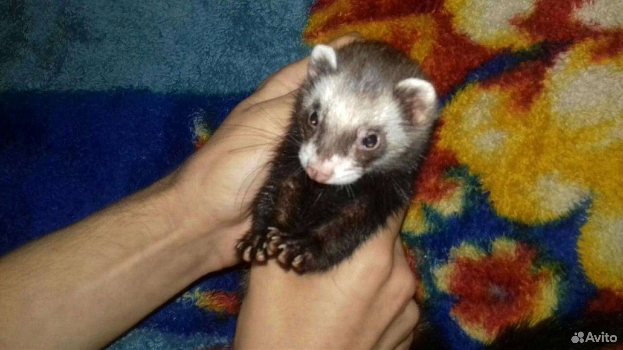 Продаю щенков хорька