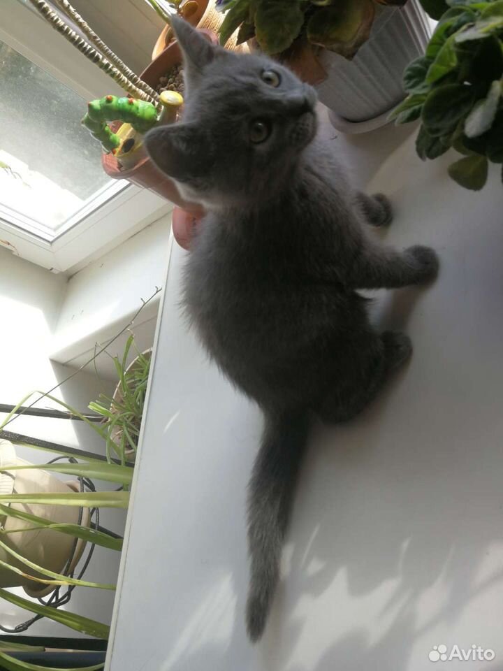 Котёнок в самую добрую семью