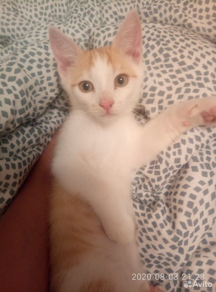 Котёнок Батон ищет дом