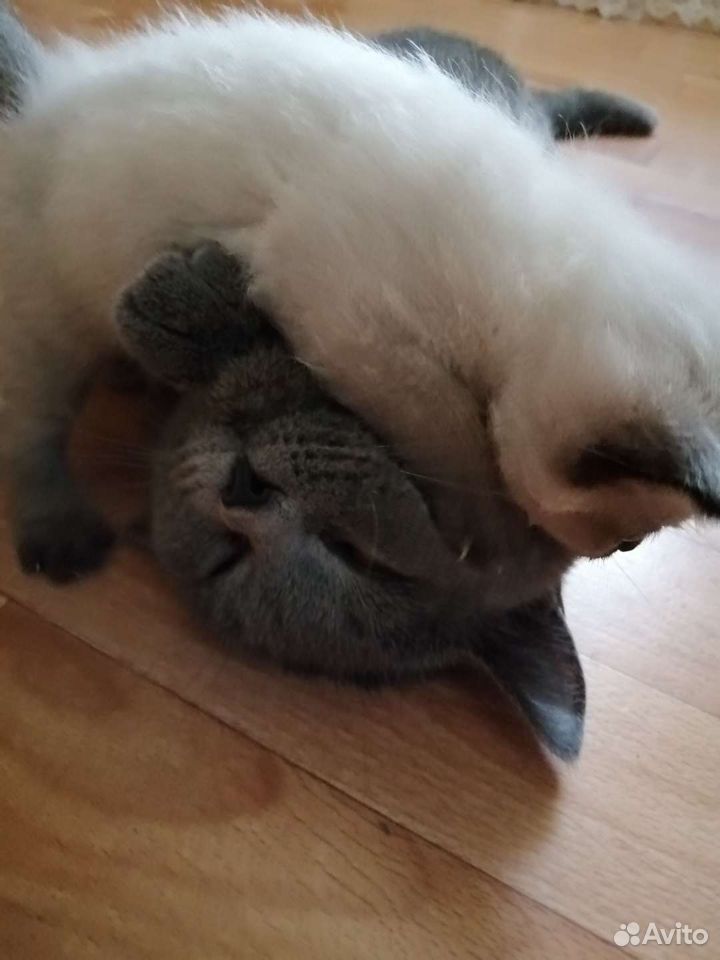 Котенок