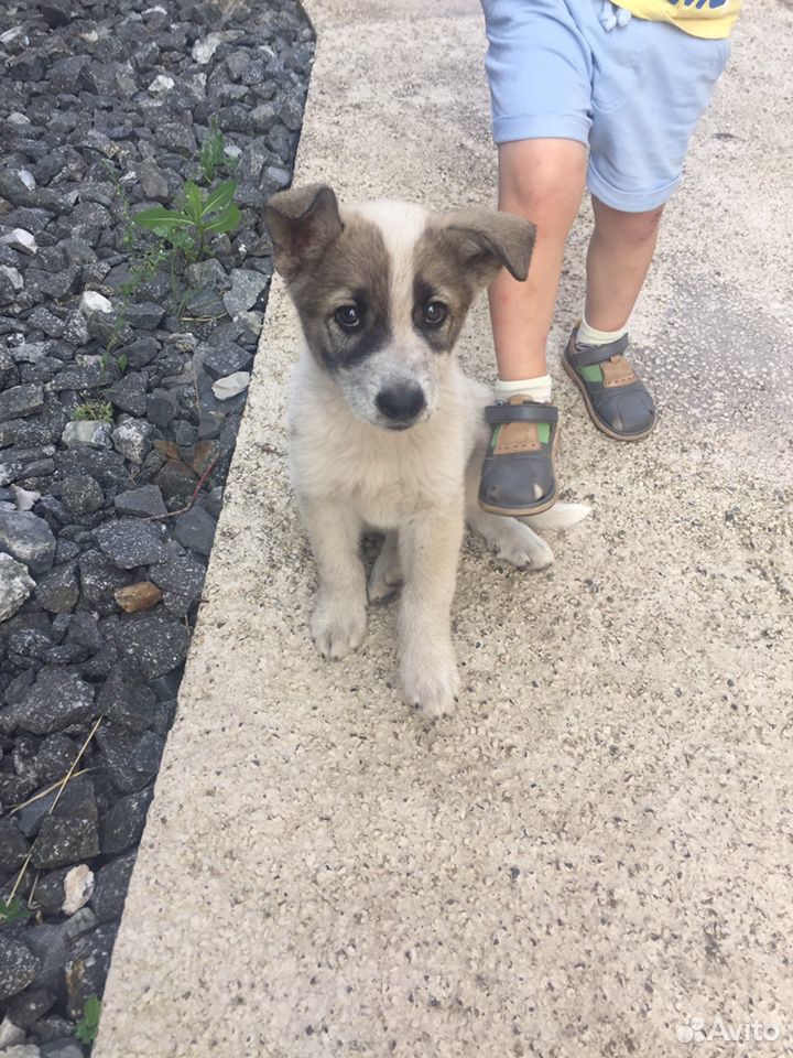 Щенок помесь алабая